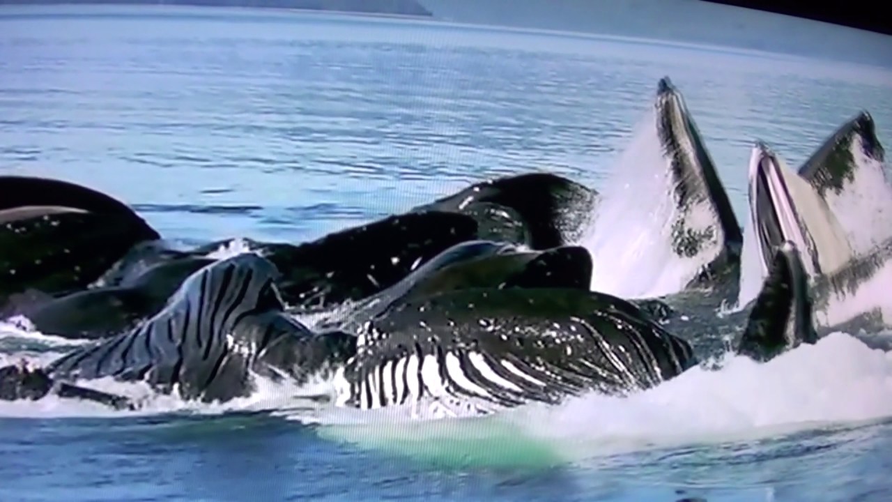 BUCKETHEAD Pike 257 Opened to the Air - YouTube