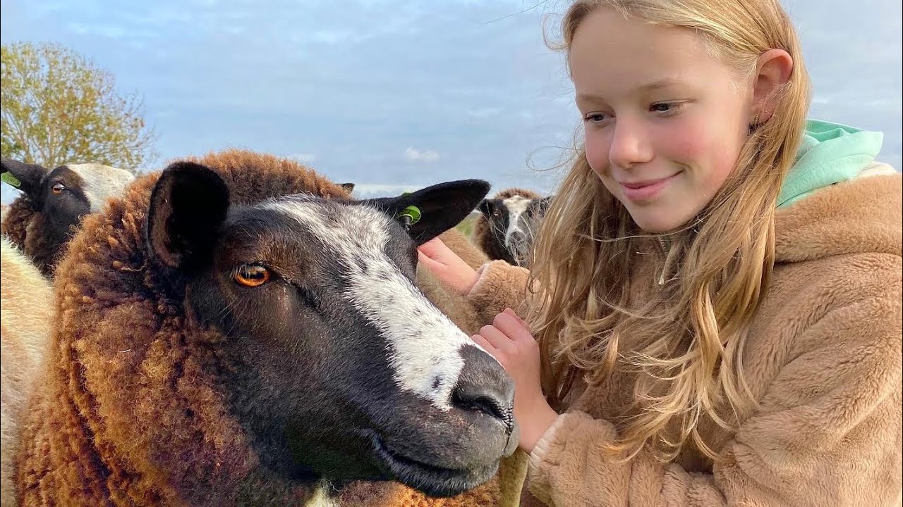 In a flock of sheep| Loulou & Coco's Diary. - YouTube