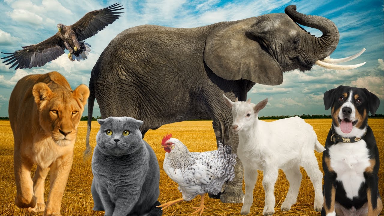 Lives of animals: dog, cat, tiger, lion, elephant, duck, monkey, cow ...