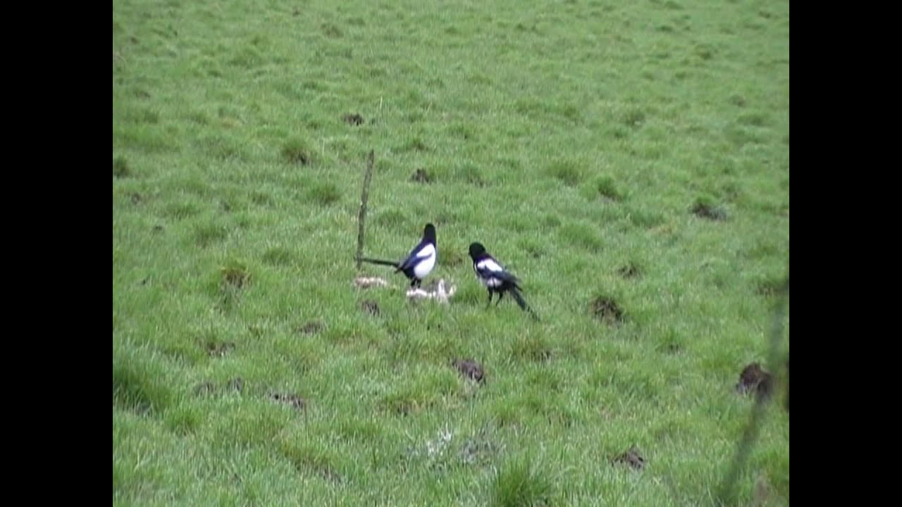 Magpie Hunt. - YouTube