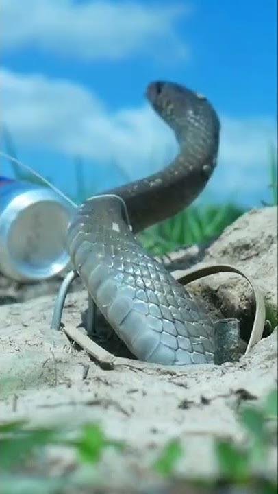 Easy Snake Trap Build Underground Snake Trap & Chicken Catch Big Snake in Hole #snaketrap 2 ...