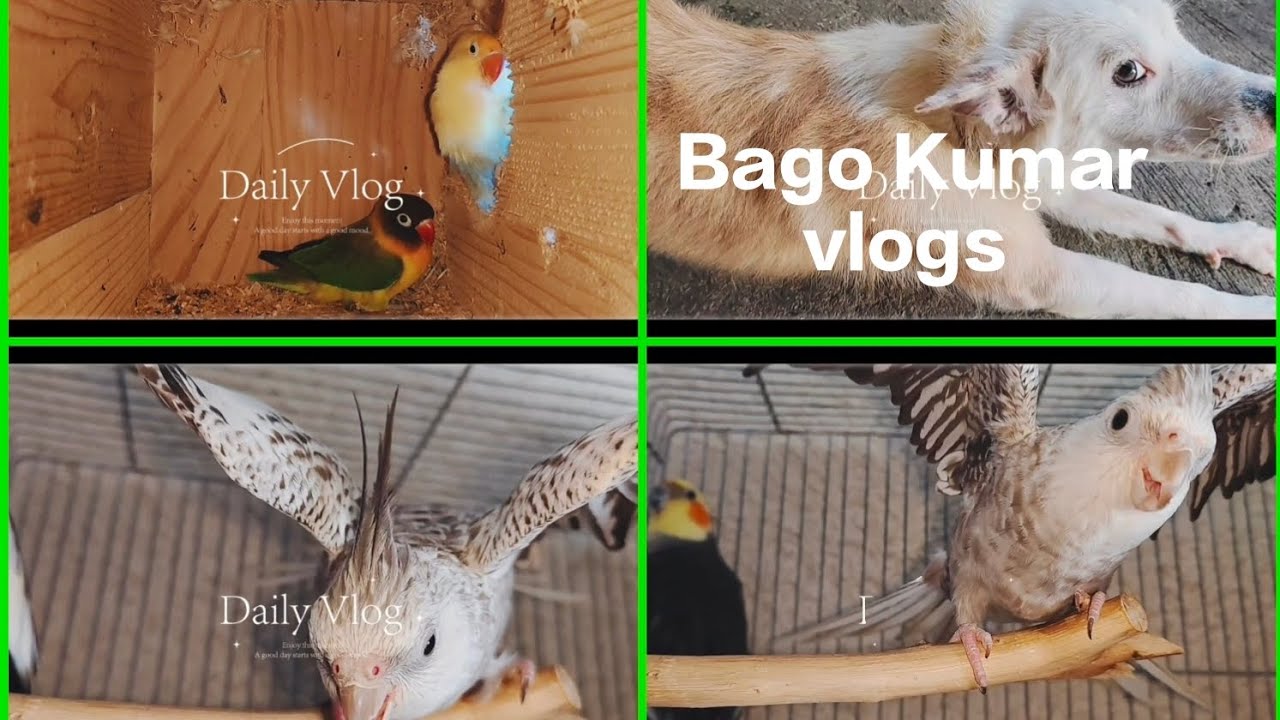 Sitchu dog #africanlovebirds #cocktails Bird's #bkvlogs video - YouTube