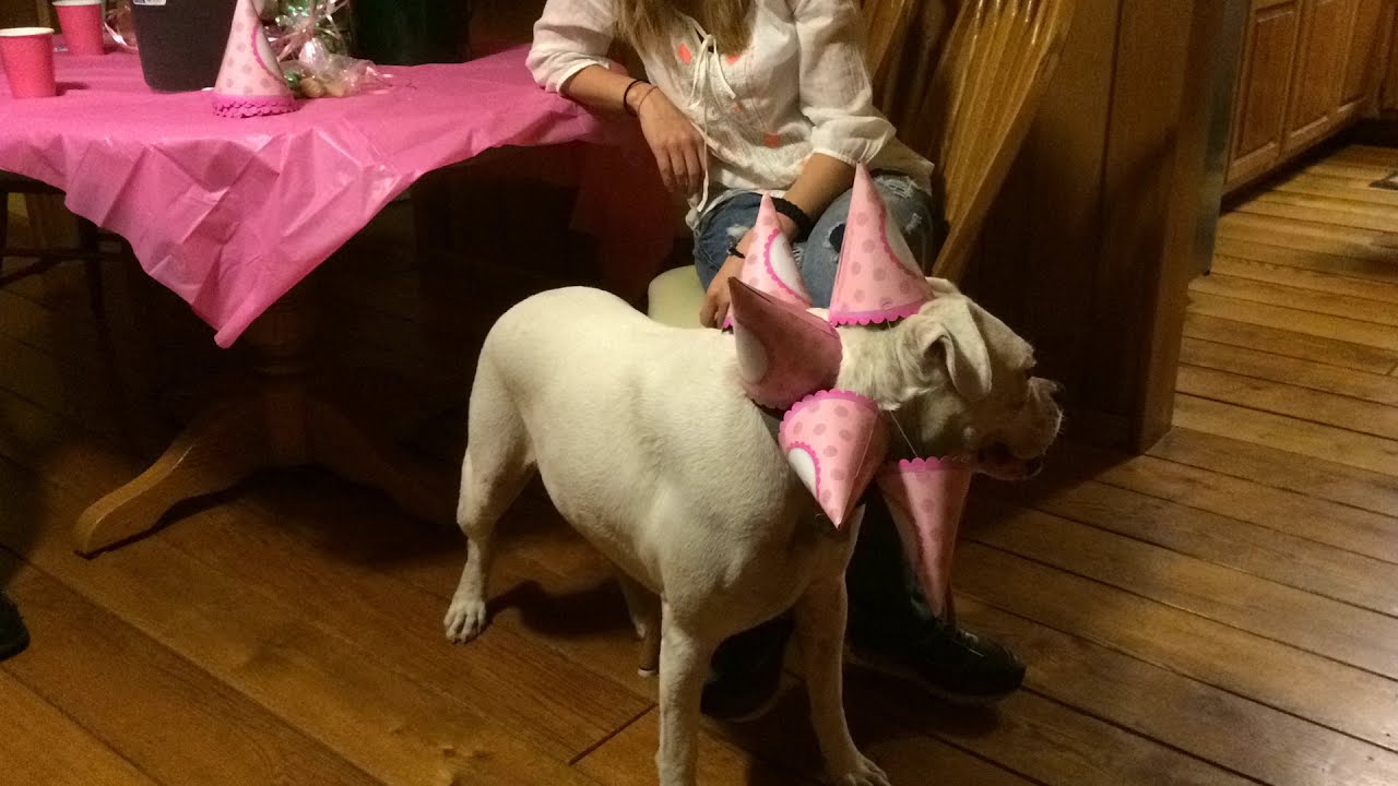 Boner the Dog - YouTube