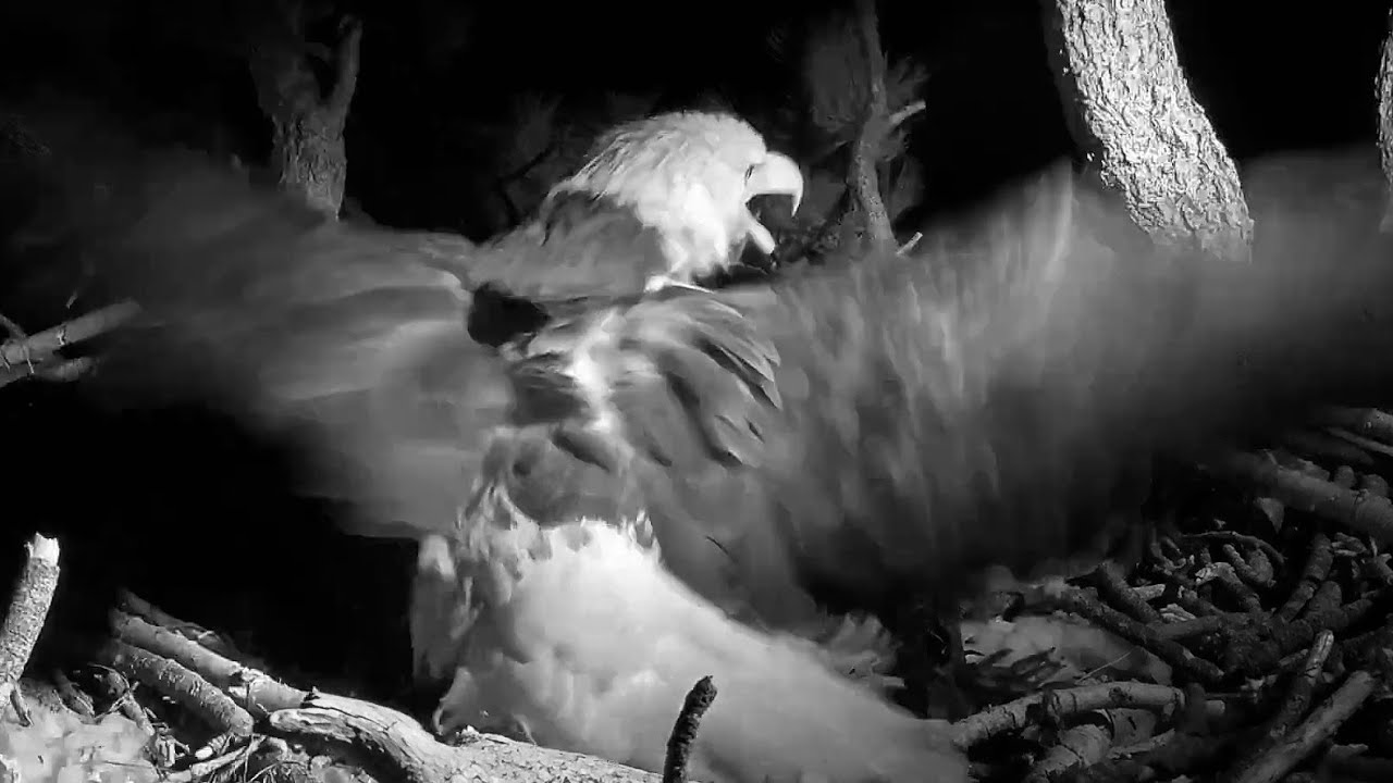 Big Bear Eagles~🐿️🙃 Fiona again! unwanted visit for Jackie~4:22 am 2025 ...