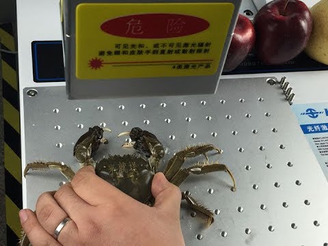 laser marking of Crab/Laser CO2 Marking machine - YouTube