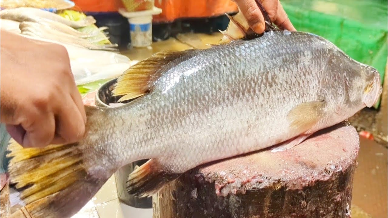 Incredible Big Bhetki Fish Cutting Skills In Fish Market | Fish Cutting ...
