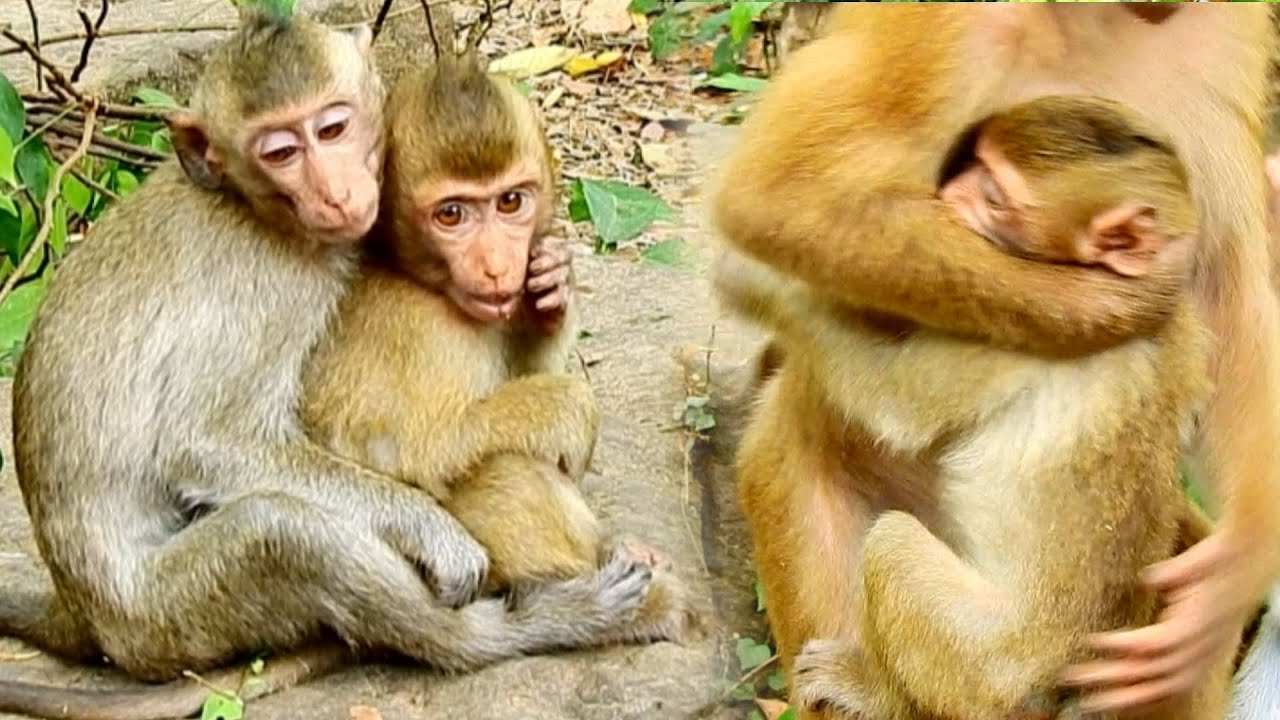 Monkey Rainbow is playing with Dawn, suddenly Liza arrives and wants to ...