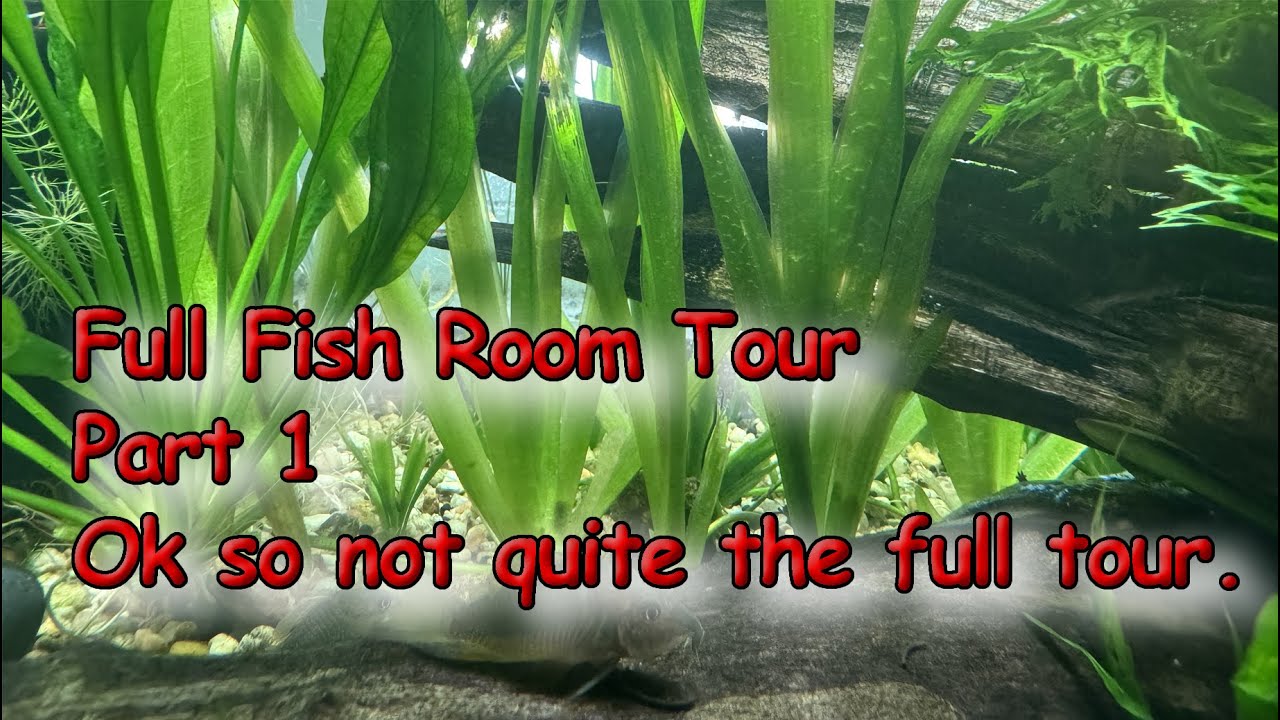 Complete Fish Room Tour - Part 1 - YouTube