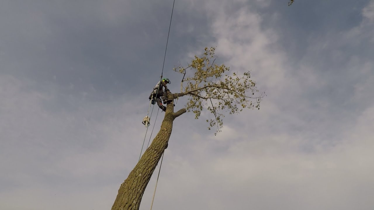 Tree work, climbing and rigging - YouTube