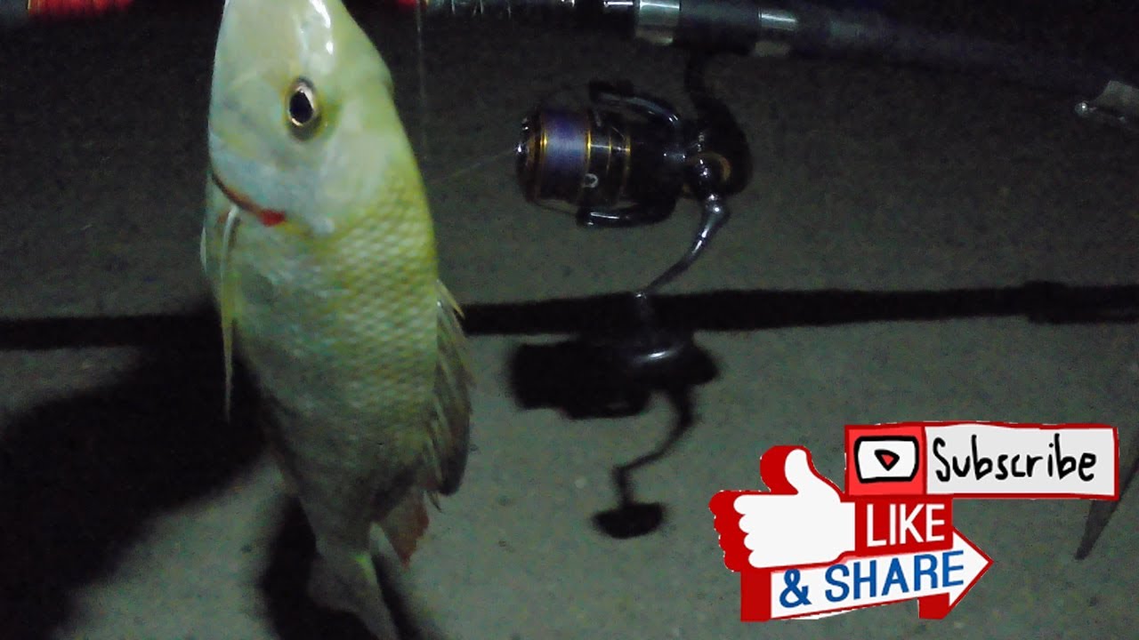 EMPEROR FISH (KANUPING) - YouTube