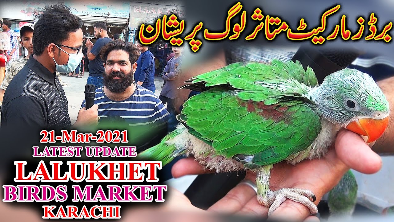 Lalukhet Birds Market 21-3-2021 Raw Phari Green Ring Neck and Gray ...