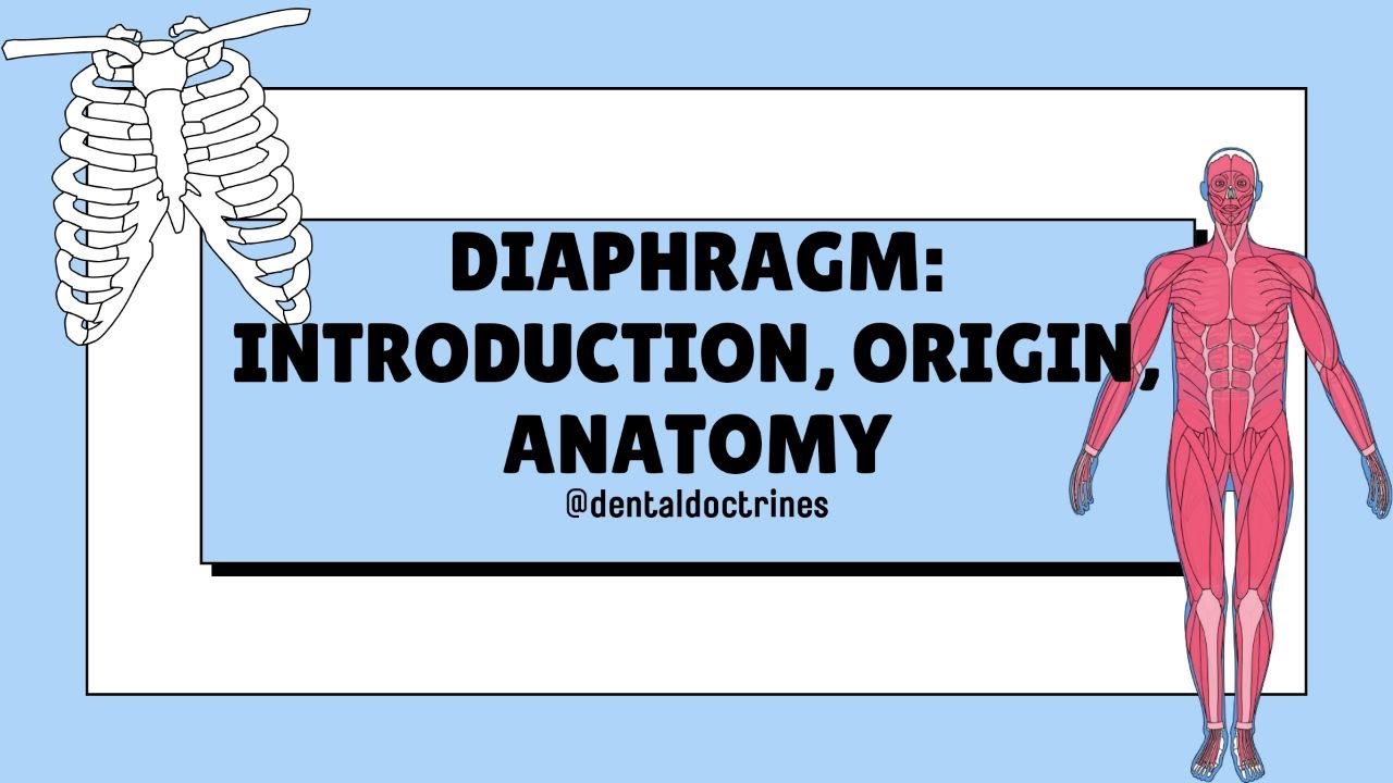 DIAPHRAGM : Introduction, Origin and Anatomy - YouTube