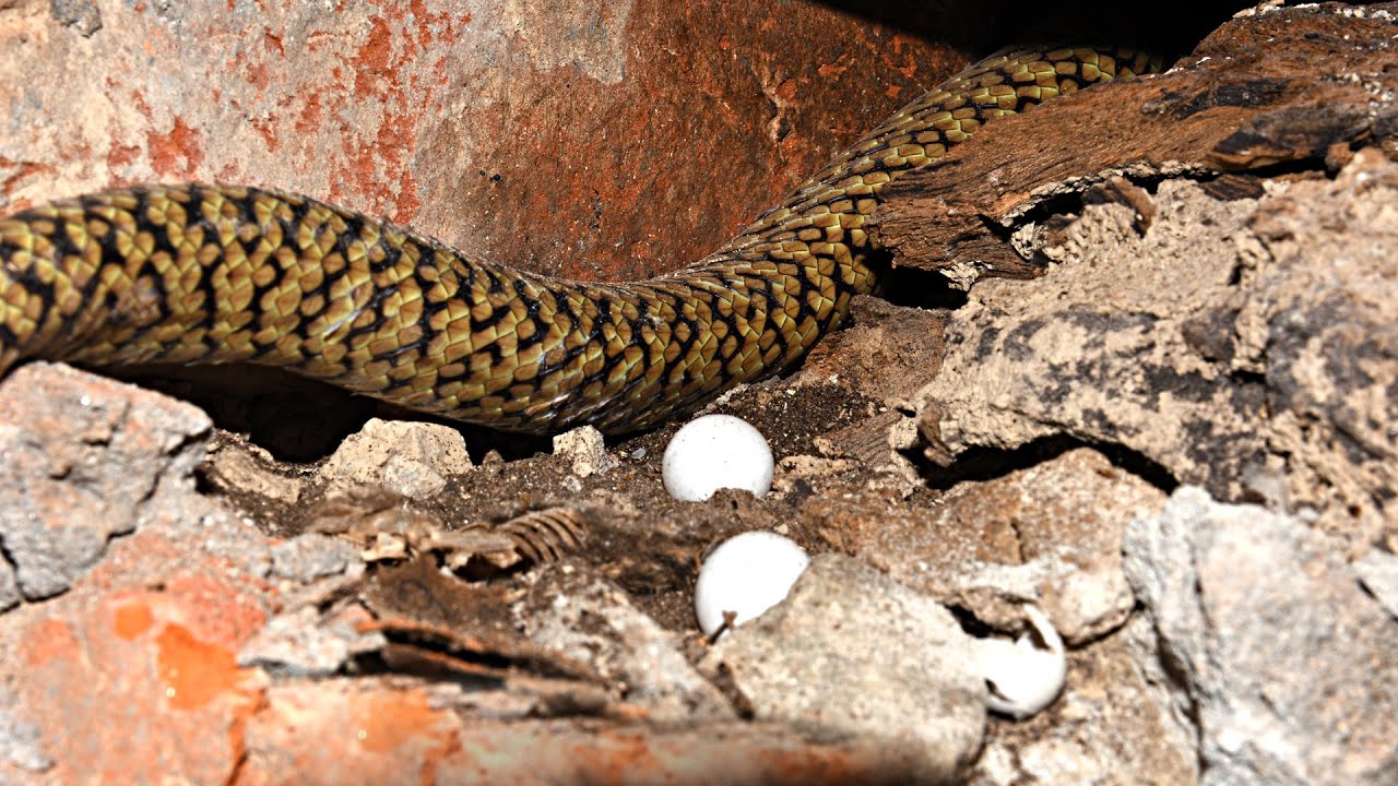 इस वीडियो में बहुत ही अजीब विडम्बना देखने को मिला, कौन से जीव के अंडे ...
