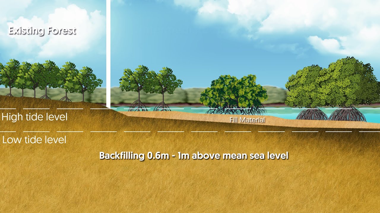 OCBC Mangrove Park - Ecological Mangrove Restoration - YouTube