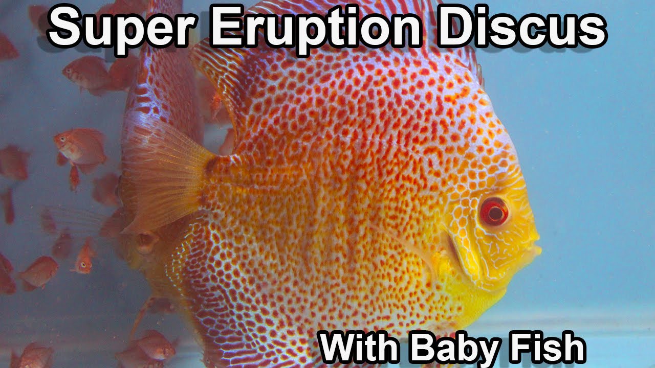 Super Eruption Discus Pair with baby fish @ Mass-PRO Discus farm - YouTube