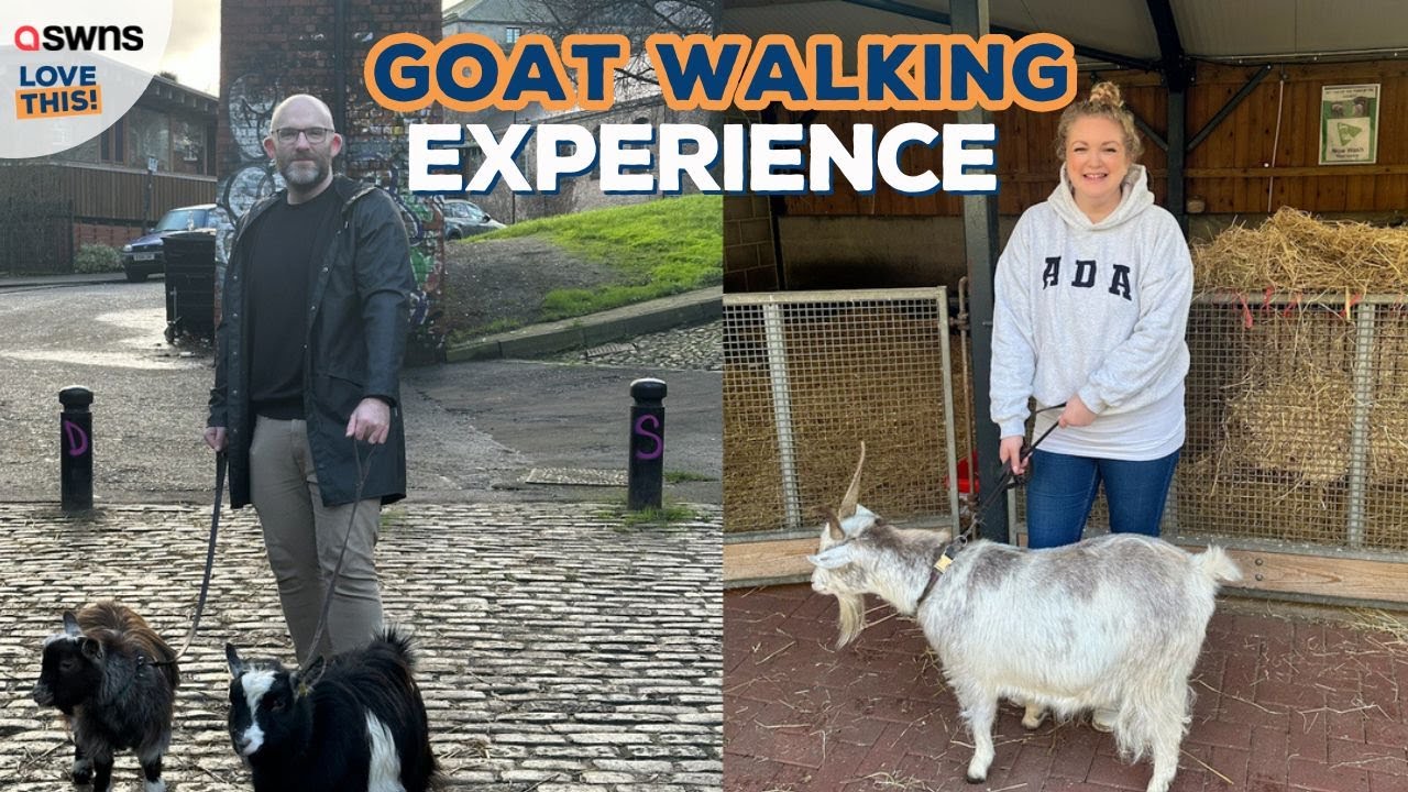 Check out this unique place where you can walk goats! 🐐 🚶 | LOVE THIS ...