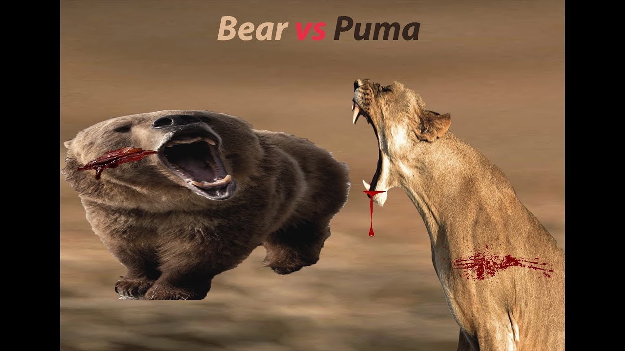 Puma vs Bear puma vs grizzly bear Puma fight with Bear - YouTube