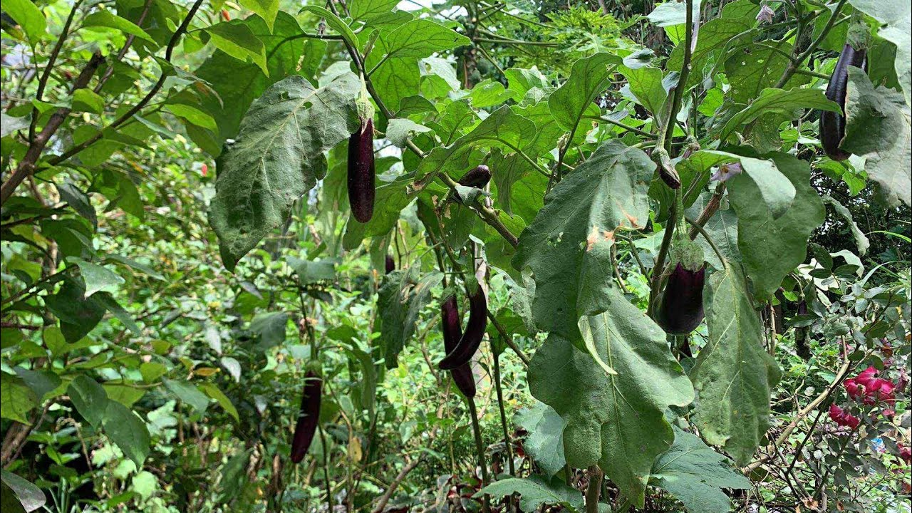 Talong fresh from the garden - YouTube