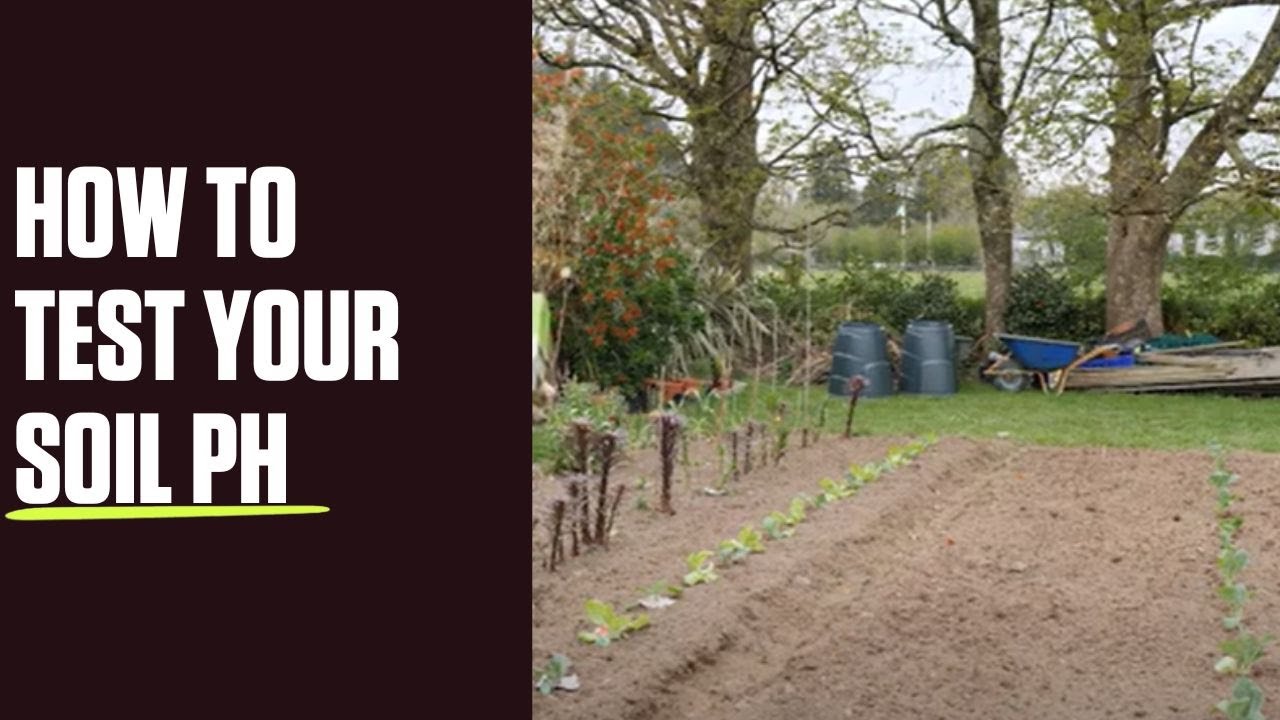How To Test Your Soil pH - YouTube