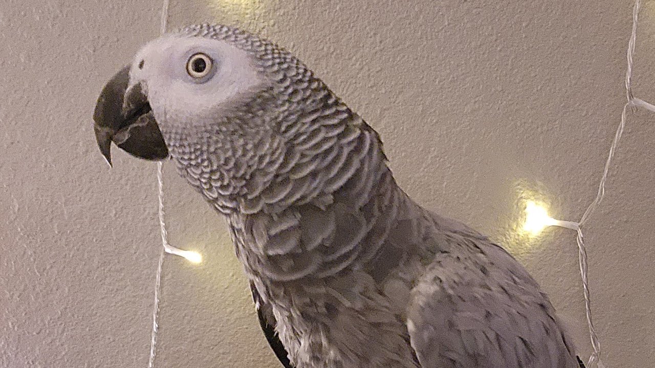 African Grey Talking Compilation - YouTube