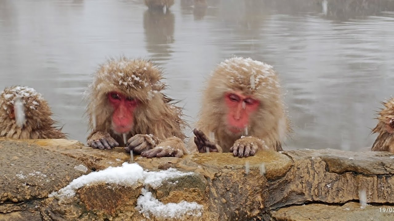 Snow monkeys taking a hot bath in the snow, Nagano Japan. - YouTube