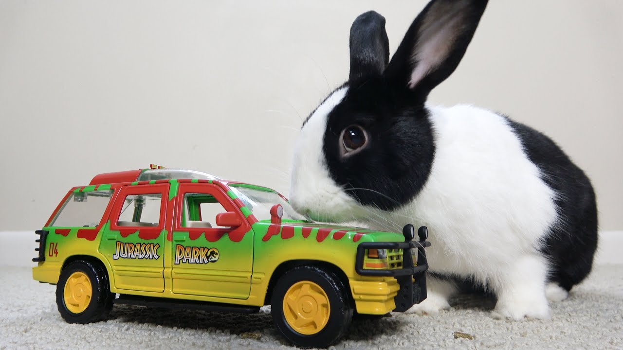 Rabbit T-Rex | My rabbit night time routine - YouTube