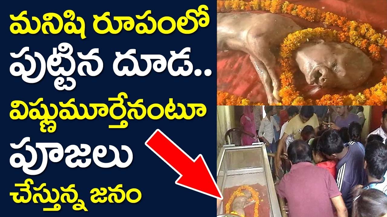 Calf Born With Human Face Hailed As Vishnumurthy | Cow Baby | Wonder ...