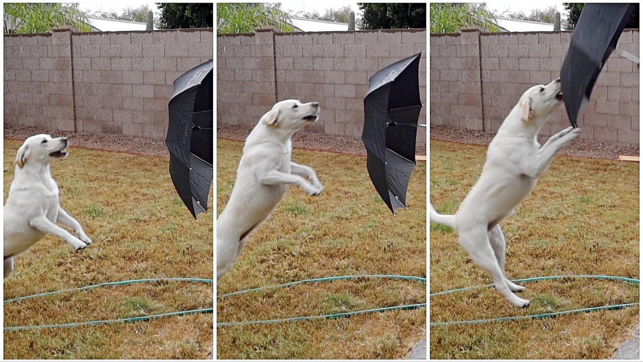 Labrador Attacks Umbrella! - YouTube