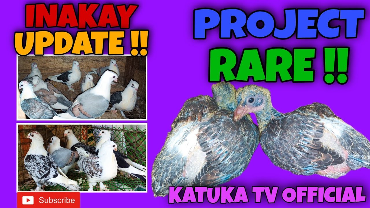 #87 UPDATE SA ATING MGA INAKAY AT SA ATING PROJECT RARE | KATUKA TV ...