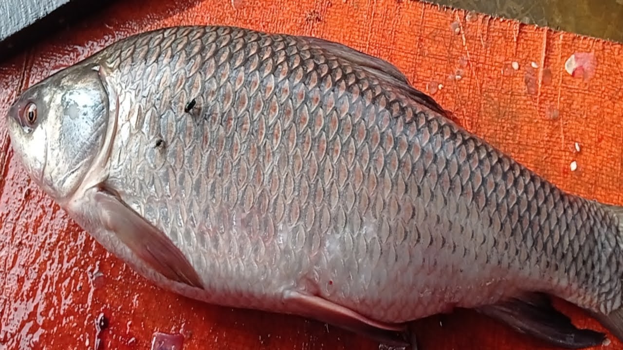 রুই মাছ কাটার সুন্দর একটি ভিডিও। Amazing cutting skills big rui fish.# ...