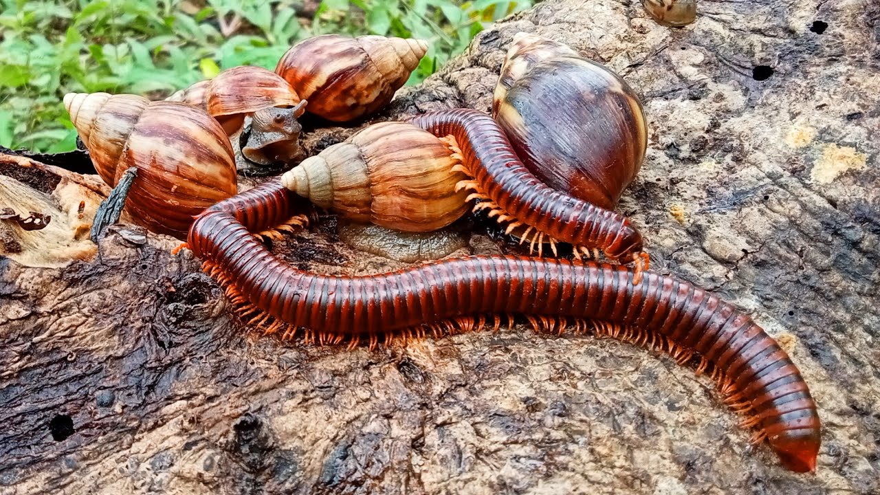Hunting Big Millipede and Cute Snail - Menemukan banyak Luwing Kaki ...