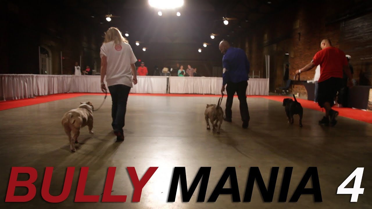 AMERICAN BULLY SHOW - BULLY MANIA 4 SHOW THREE - YouTube