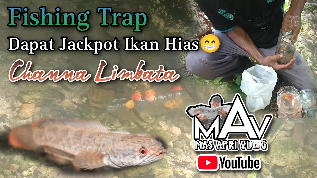 LUAR BIASA !!! RATUSAN IKAN MASUK DALAM BOTOL || Cari Ikan Di Sungai ...