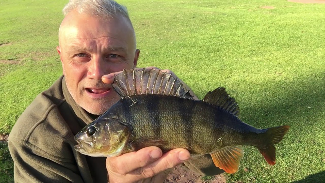 Lure fishing with a nice perch on the bank - YouTube