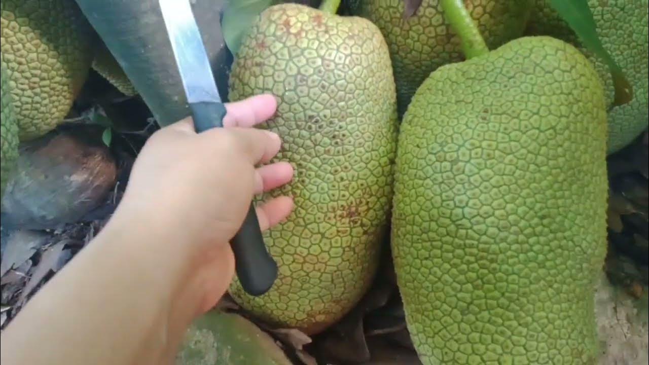 HARVEST TIME TAYO SA PRUTAS NA PARANG LANGKA BUT LASANG DURIAN OR MARANG - YouTube