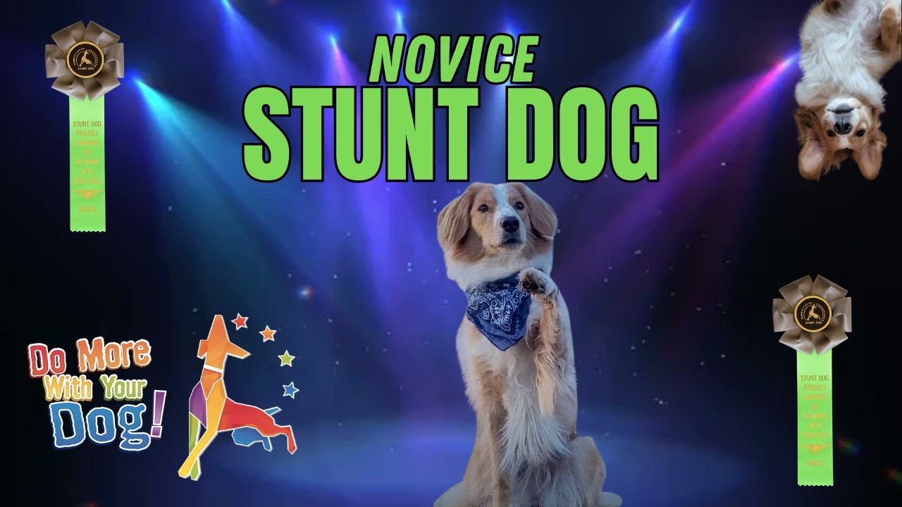 STUNT DOG ROUTINE! | NOVICE | DO MORE WITH YOUR DOG | ROSE THE ENGLISH ...