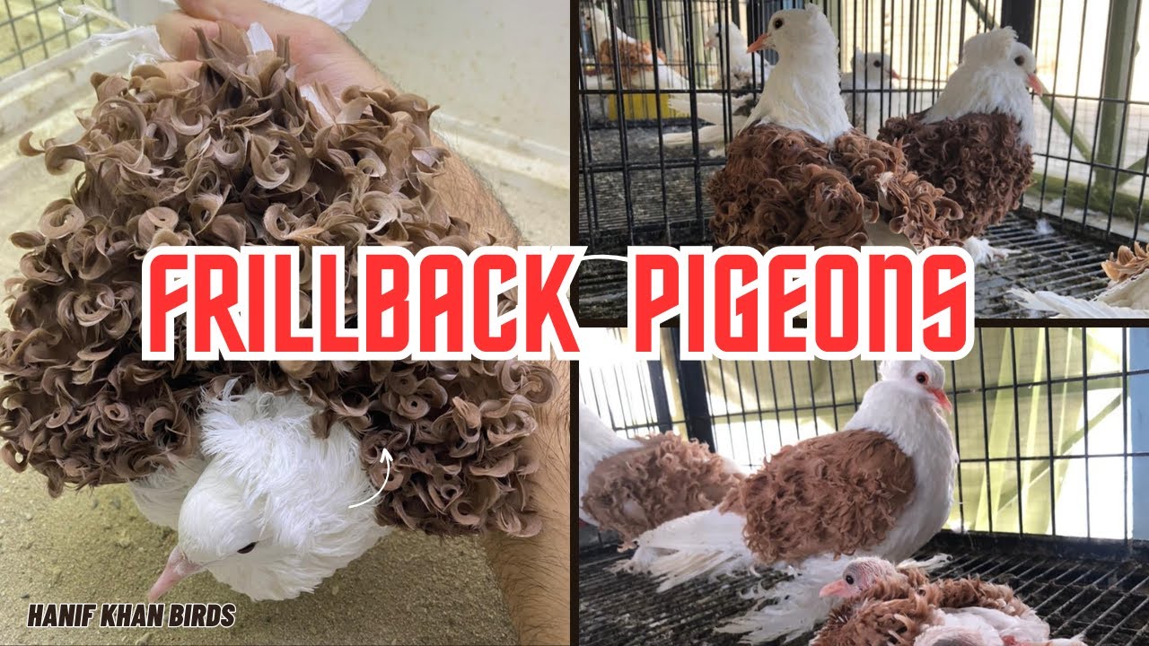Frillback Pigeons: The Most Elegant Pigeon Breed You've Never Seen ...