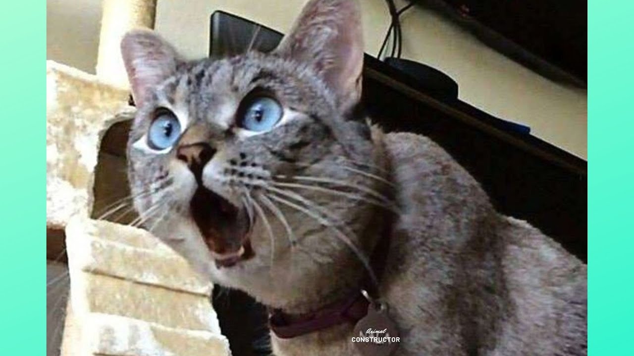 Exciting Cat and Dog Compilation #11 - Best Fun Animal Videos 2022 ...