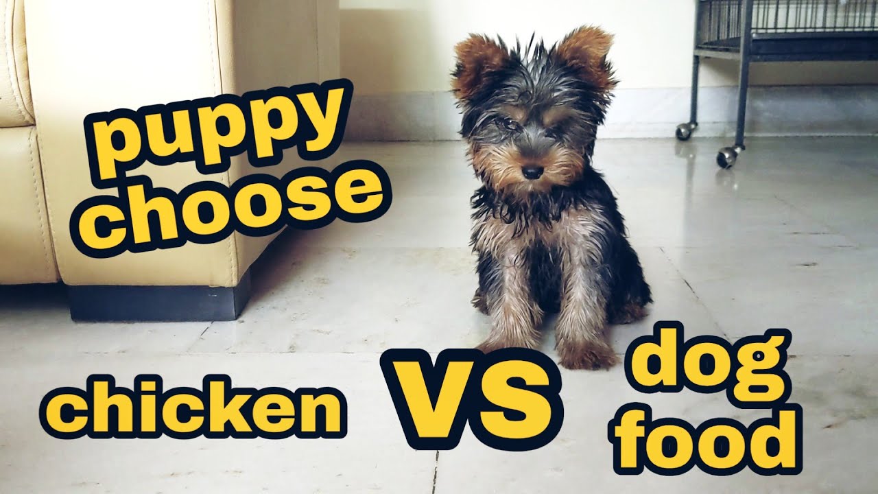 Puppy Chooses Between Chicken and Dog Food - YouTube