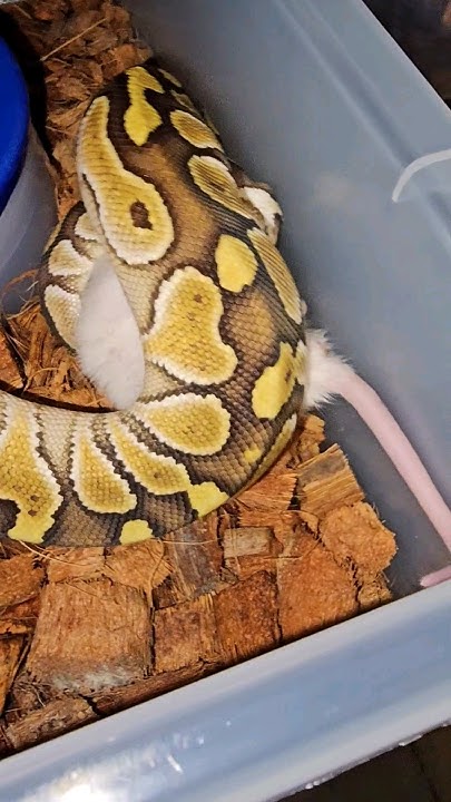 Python Smashes Screaming Rat - YouTube