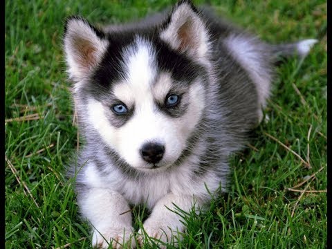 TÜRKİYE'DE ÇOK SEVİLEN KÖPEKLER VE ÖZELLİKLERİ