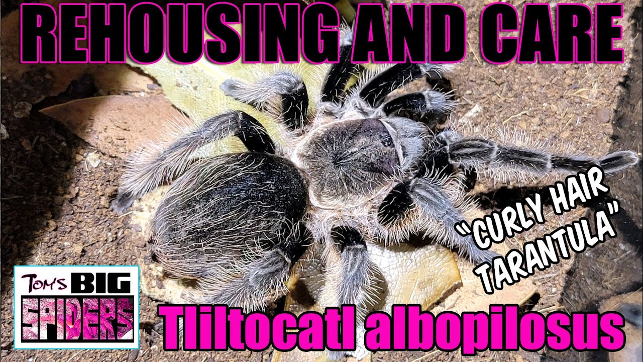 T. albopilosus "Curly Hair Tarantula" Rehousing and Care - YouTube