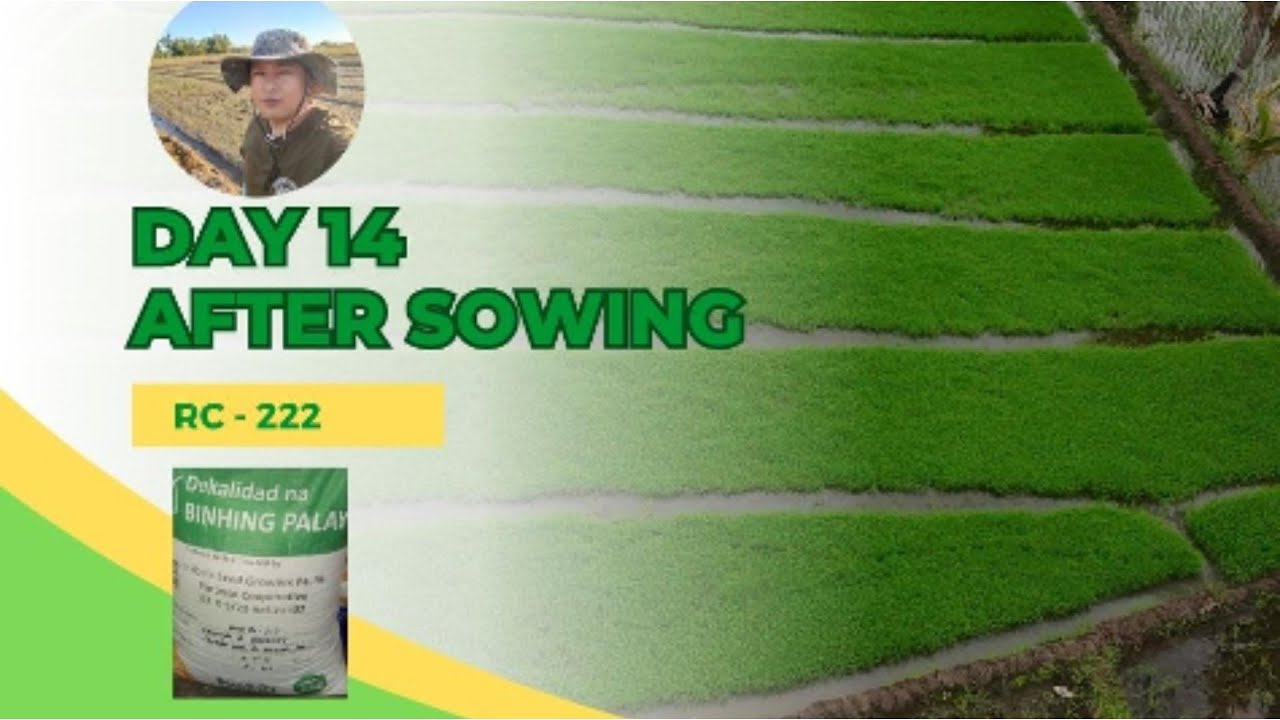 Kwentuhang RC 222 14Days After Sowing... - YouTube