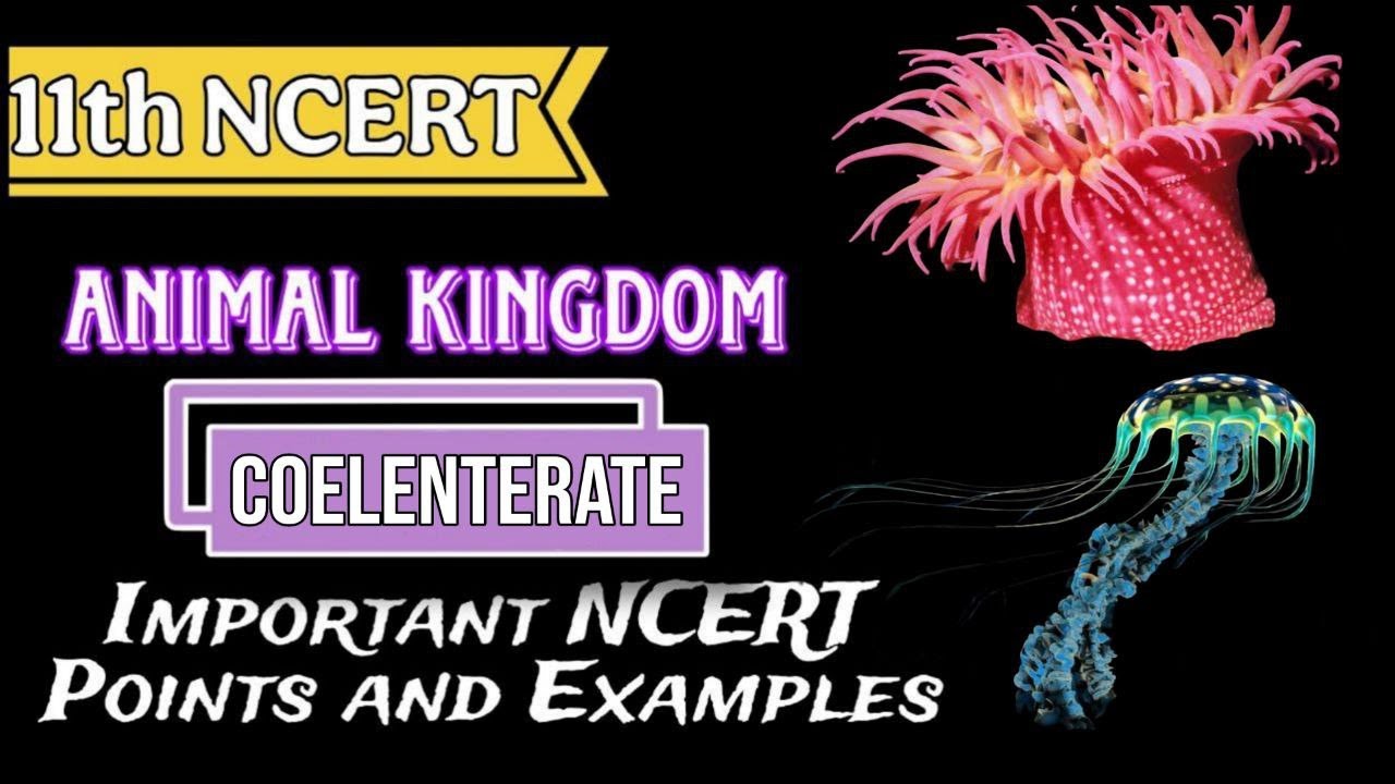 Animal kingdom l Phylum COELENTERATE l NCERT POINTS + EXAMPLE - YouTube