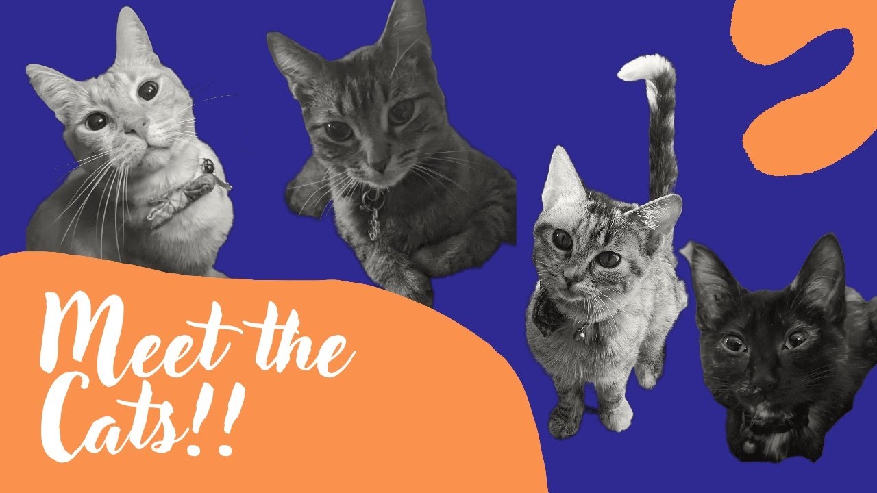 Channel Intro: MEET THE CATS!!!!!!!!!! - YouTube
