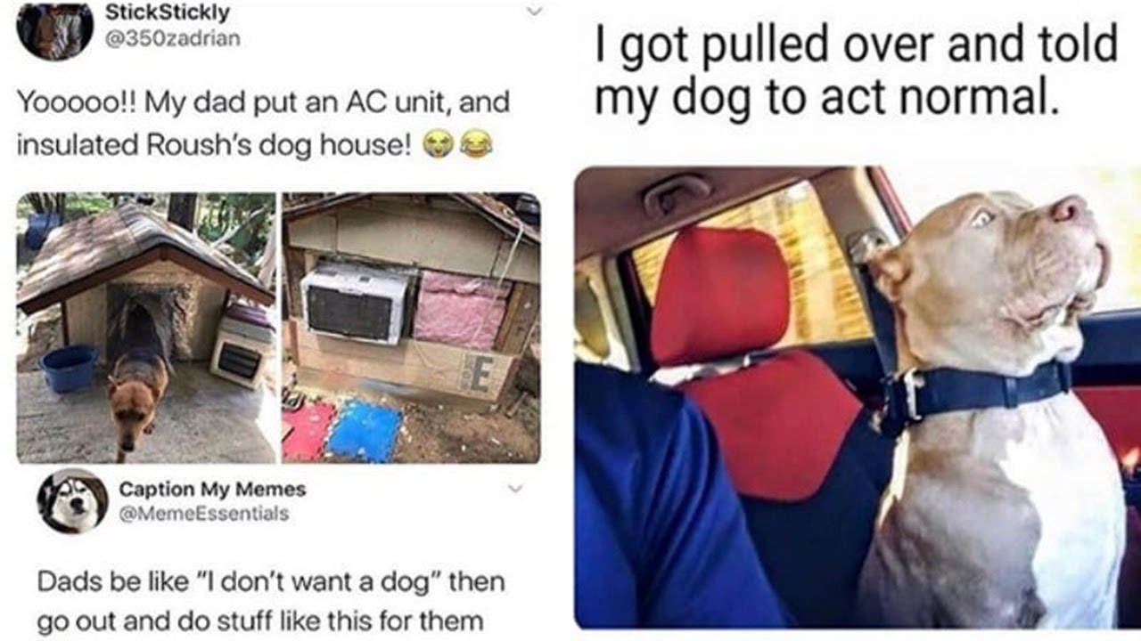 Funny Dog Memes For Anyone Who Has A Dog - YouTube