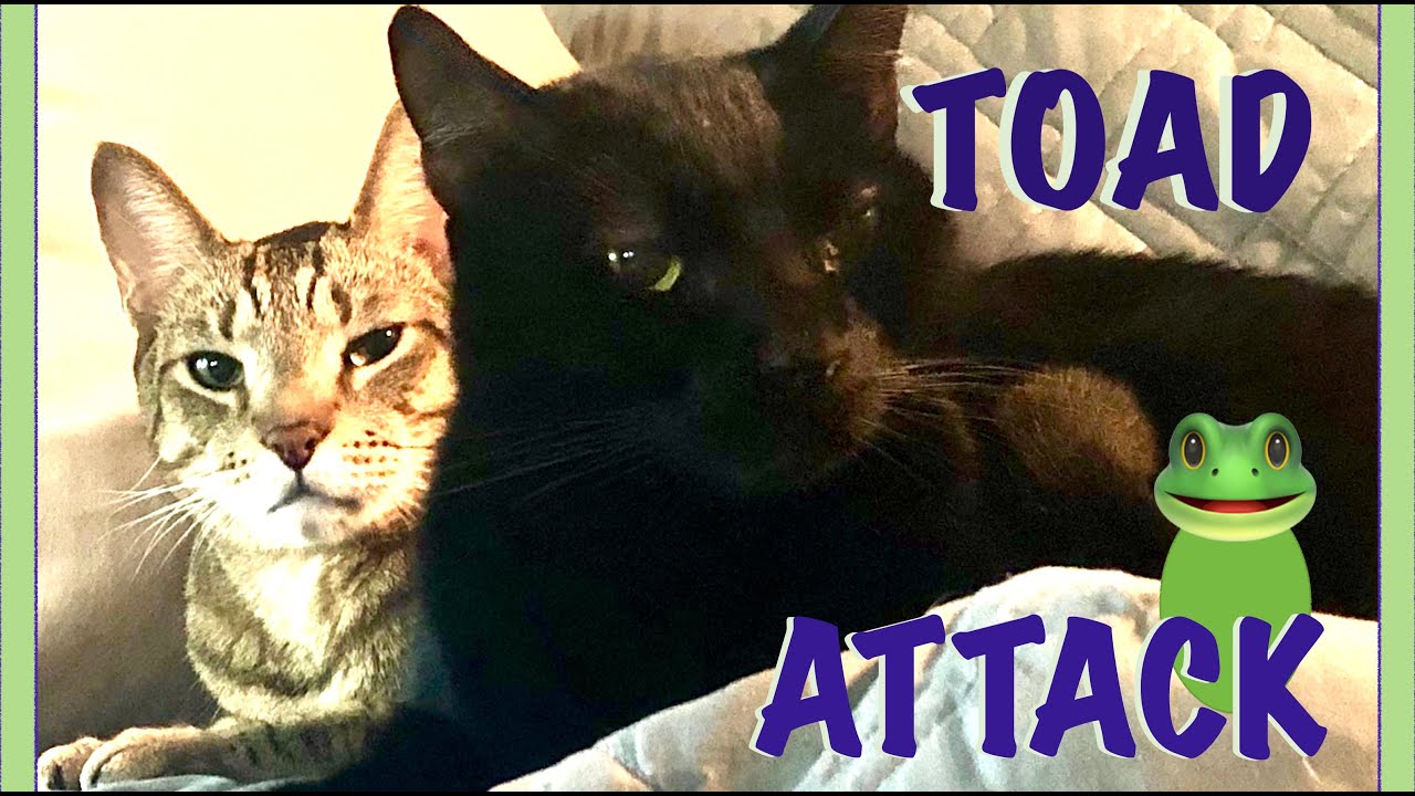 🐸 TOAD SURPRISES CATS 🐸 and Human - YouTube