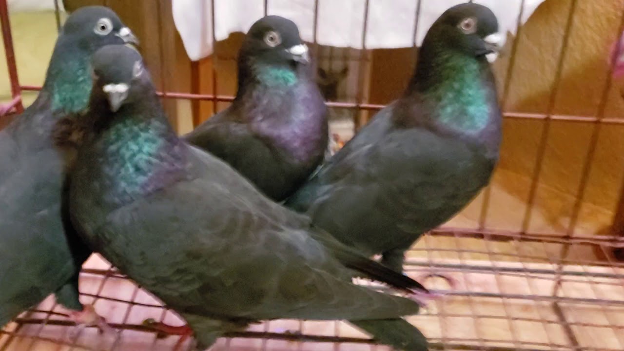 Black Tipplers for 2020 pairing. - YouTube