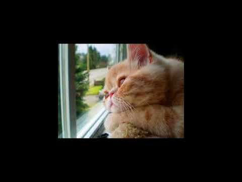 Axşam xəyal qurarkən qulaq asılacaq mahnılar🌙