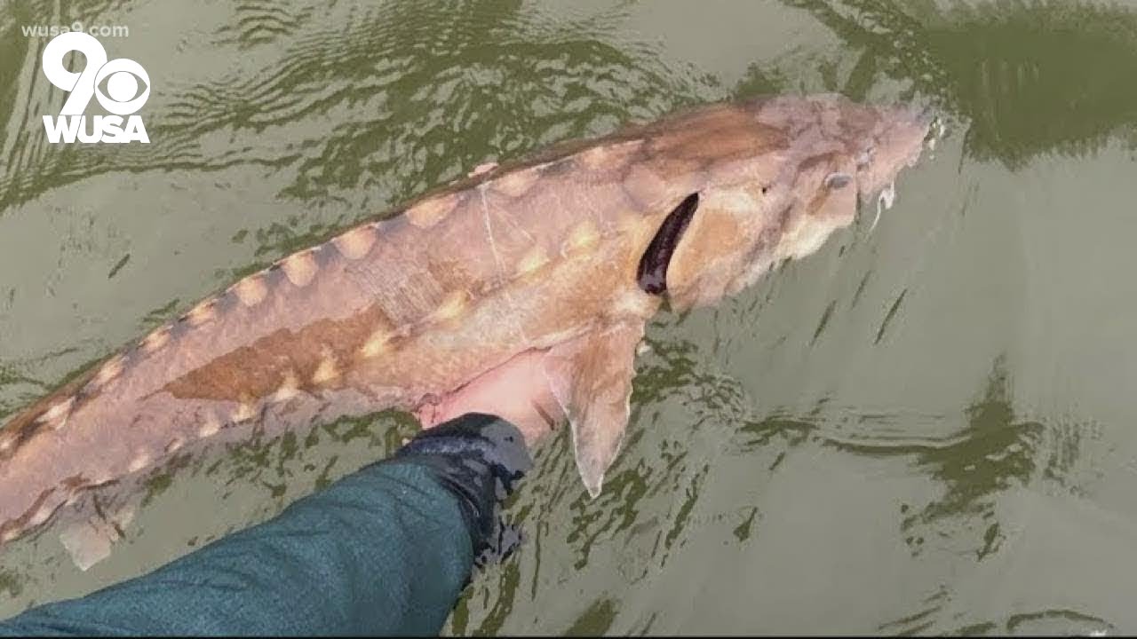 Extremely rare shortnose sturgeon caught in Potomac River excites ...